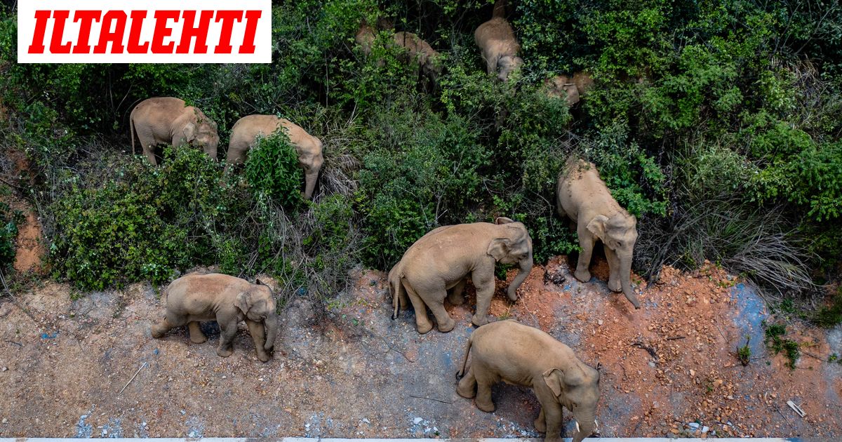 Mystistä norsulaumaa voi odottaa Kiinassa karu kohtalo