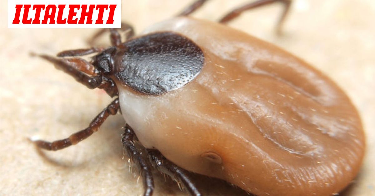 Puriko punkki? Mahdollisen Borrelia-bakteerin infektion voit testata ...