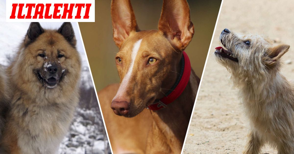 Testaa, kuinka hyvin tunnet koirarodut – Jos saat 10 oikein, olet ...