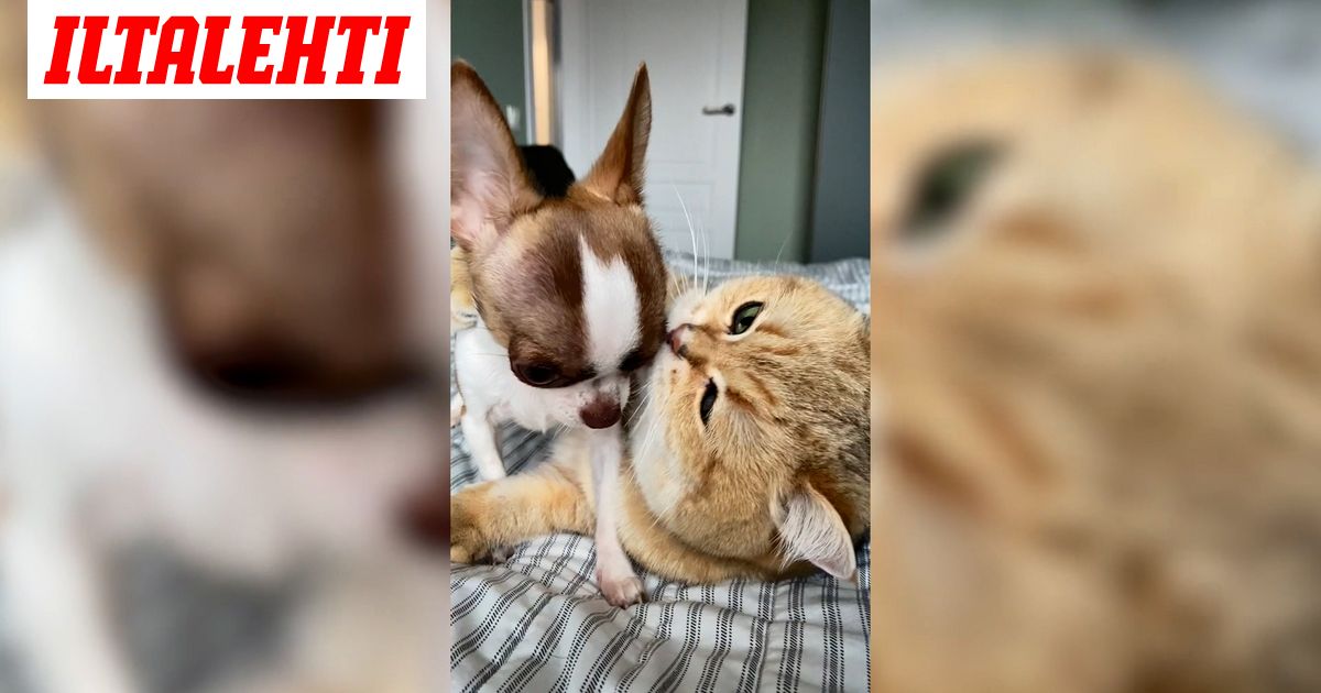 Pikkukoira haluaisi kissasta riehumisseuraa – Timosha-kissalla toiset ...