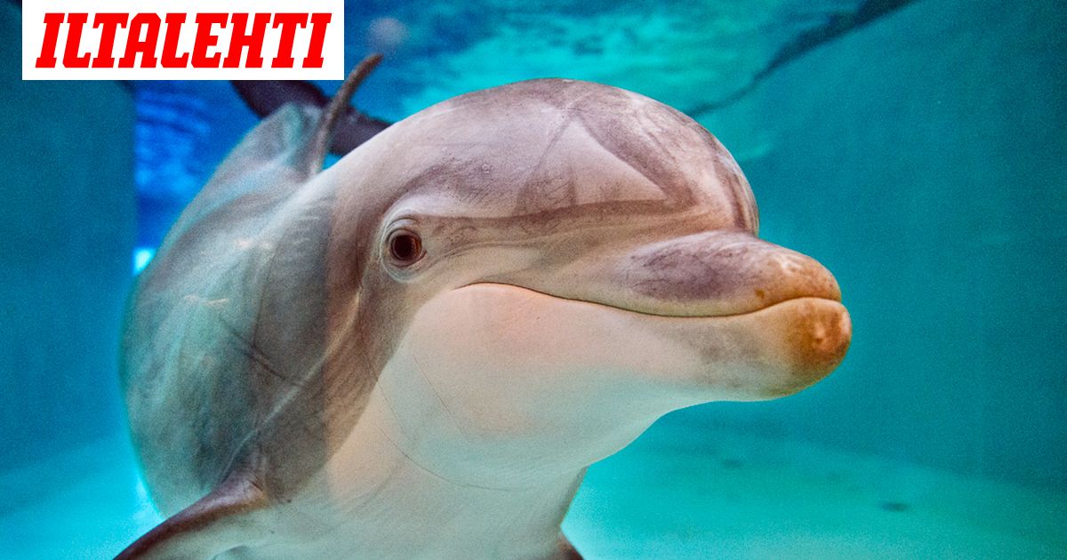 Särkänniemen delfinaario suljetaan - delfiinit siirretään pois