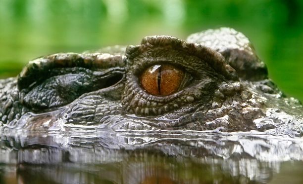 Krokotiili piti turistia vankina kaksi viikkoa