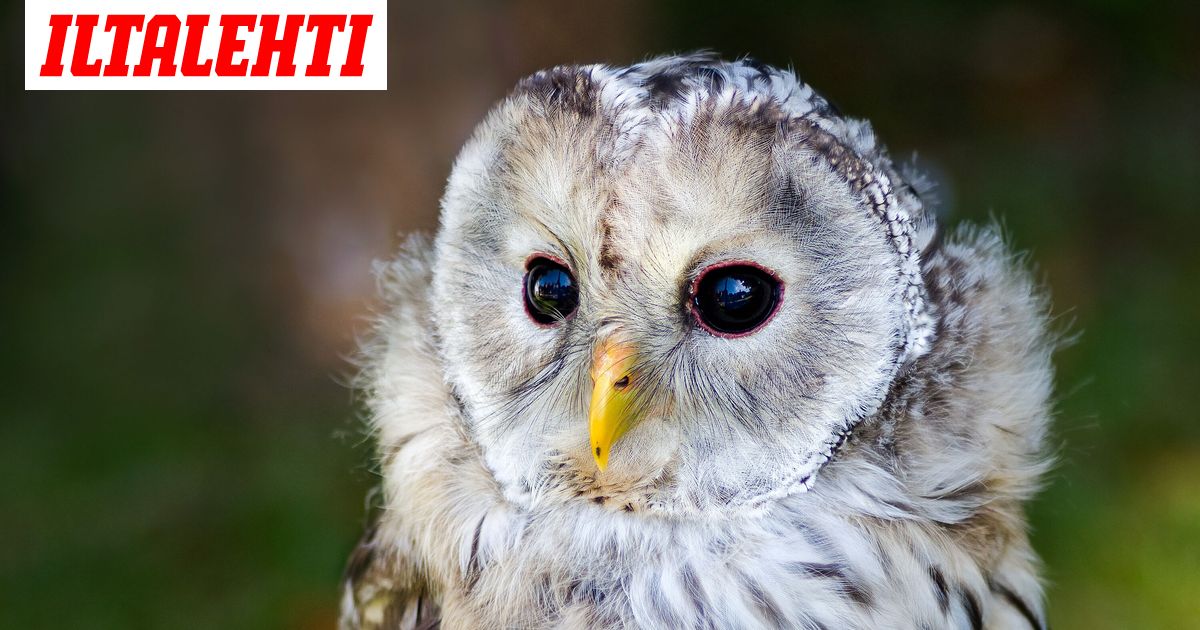 Palokunnalla oli niin pöllö tehtävä Lempäälässä, että ratkaisuun ...