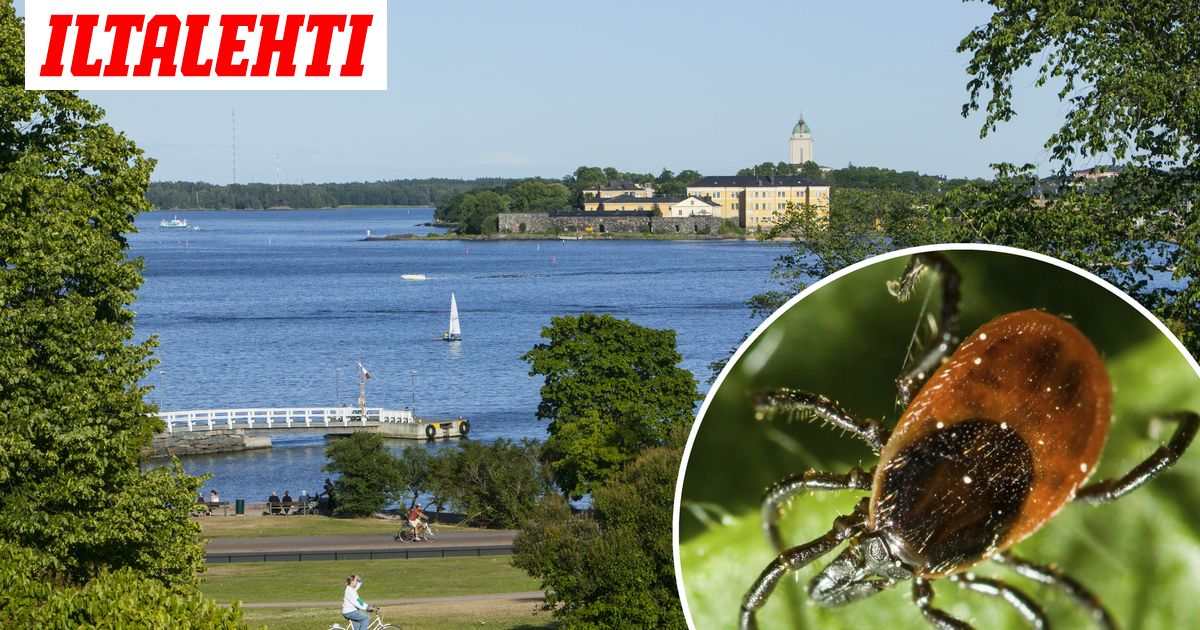 Punkki viihtyy myös kaupungissa ja puistossa