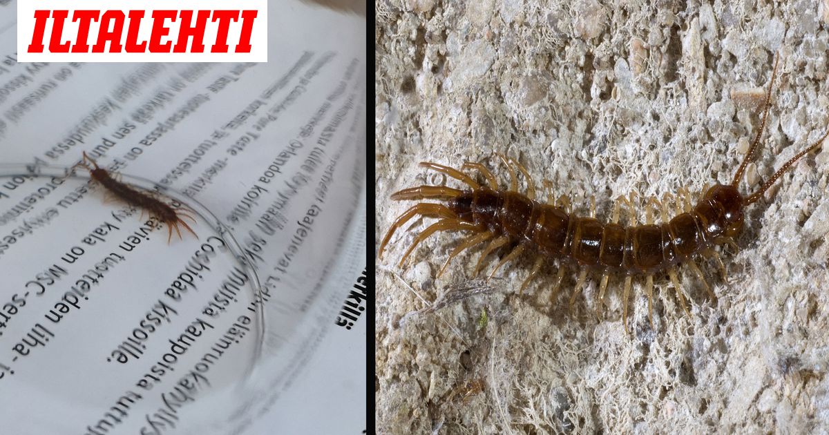 Kodin tuholaiset ja hyönteiset - 10 hyönteistä ja niiden torjunta