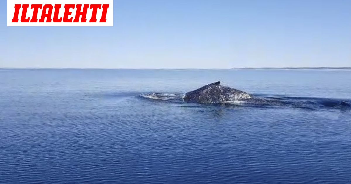 Pitäisikö Kökarin valas ajaa Atlantille tai ampua? Asiantuntijalta ...