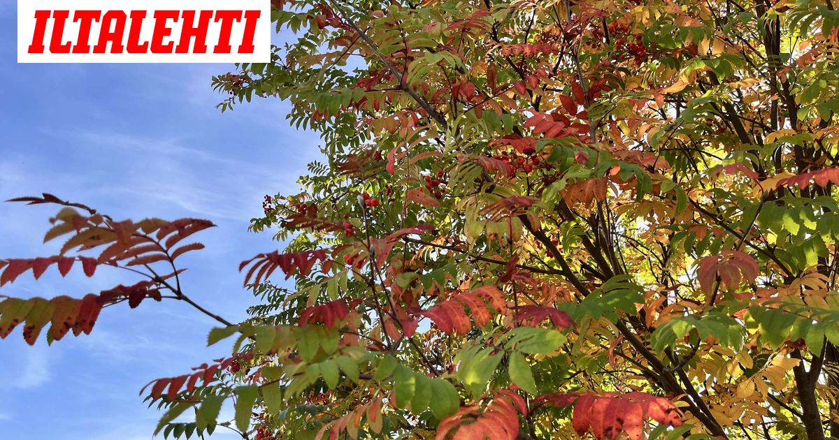 Kalsea ennuste – Kesäinen lämpö jättää Suomen