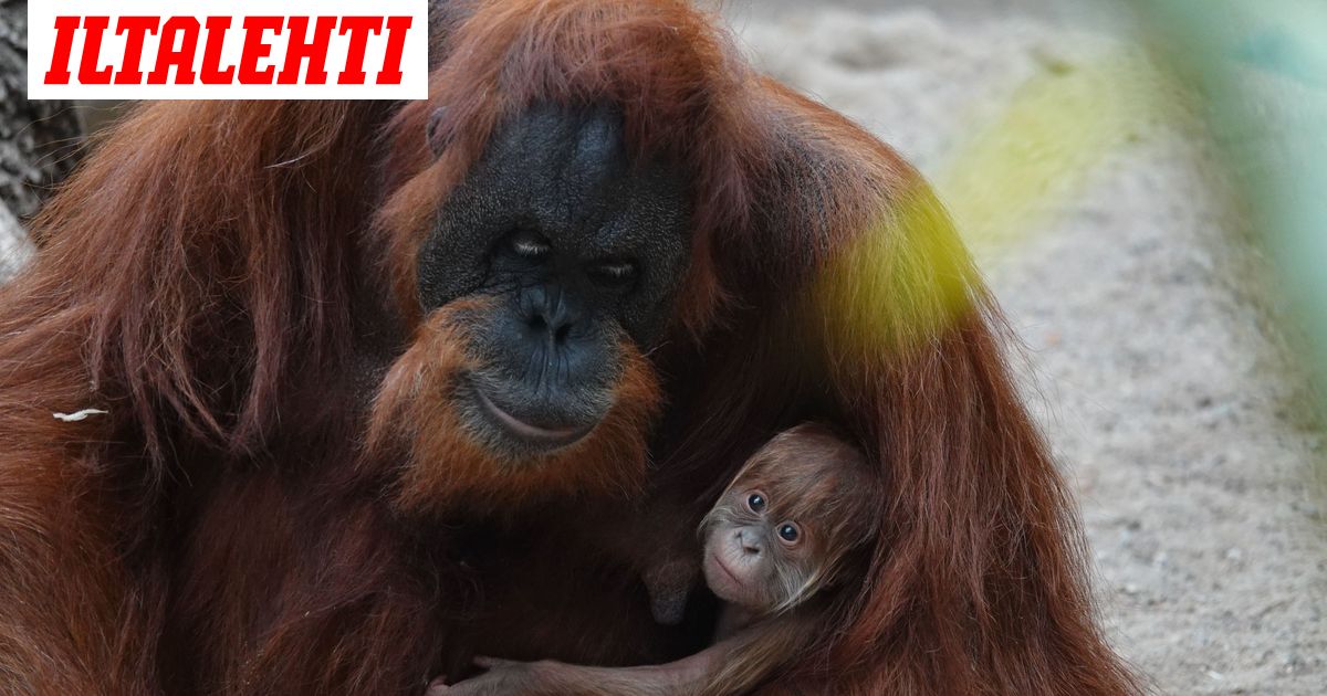 Oranki yllätti hoitajansa Hampurissa vastasyntyneellä