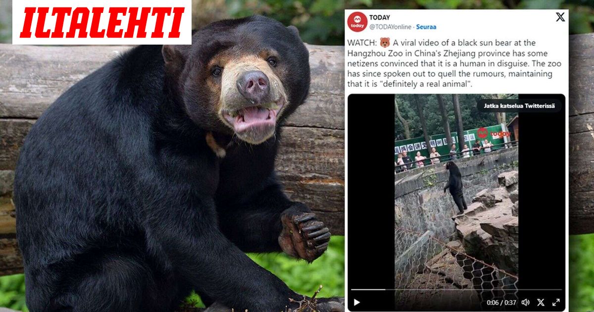 Karhut eivät ole ihmisiä karhupuvuissa, vakuuttaa kiinalainen eläintarha