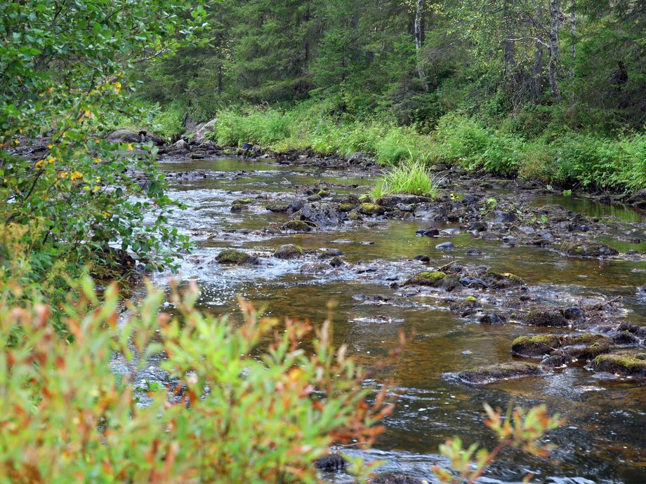 MT: Uutta raakkutuhoa pelätään nyt Metsähallituksen työmaalla