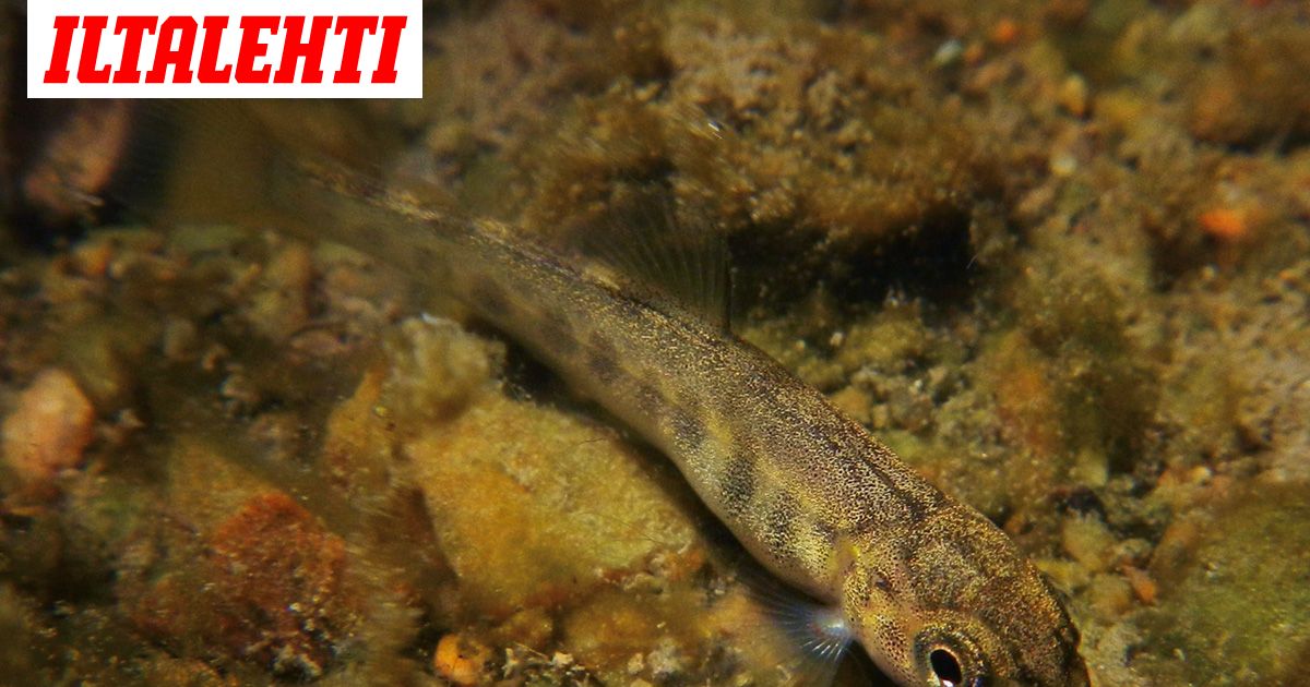 Vantaan ojat ja purot kuhisevat nyt taimenen poikasia! Leudolla ...