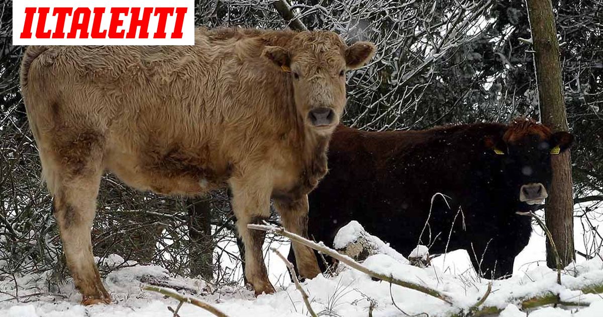 Pihatto sortui Sonkajärvellä - 50 sonnia jumissa