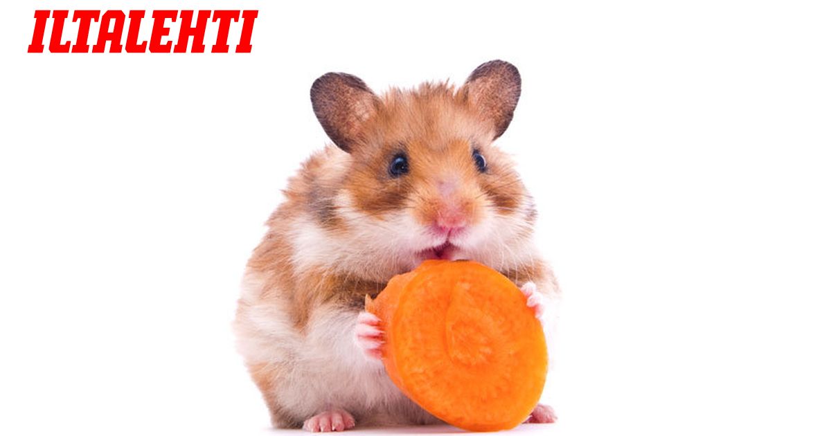 Kuinka nopeasti hamsteri voi syödä viisi porkkanaa?