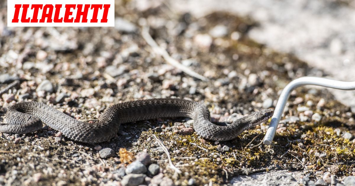 Kyyt ovat kaivautuneet esiin koloistaan – Näillä vinkeillä pidät ...