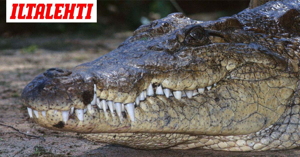 Ruotsalaismiehen kotoa löytyi kaksimetrinen krokotiili