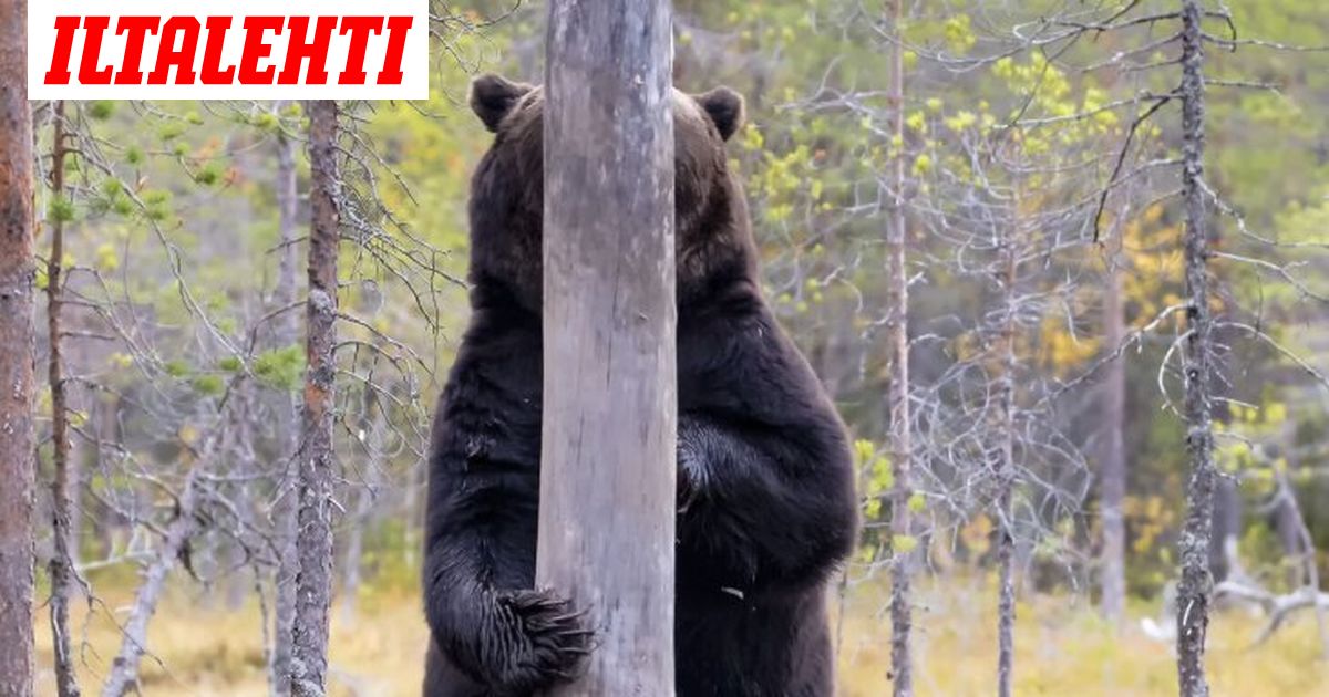 Vuoden hauskin luontokuva -kilpailun finalistikuvat