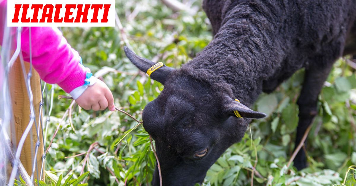 Karvaiset kesäduunarit ovat hyvä syy pistäytyä Kotkassa