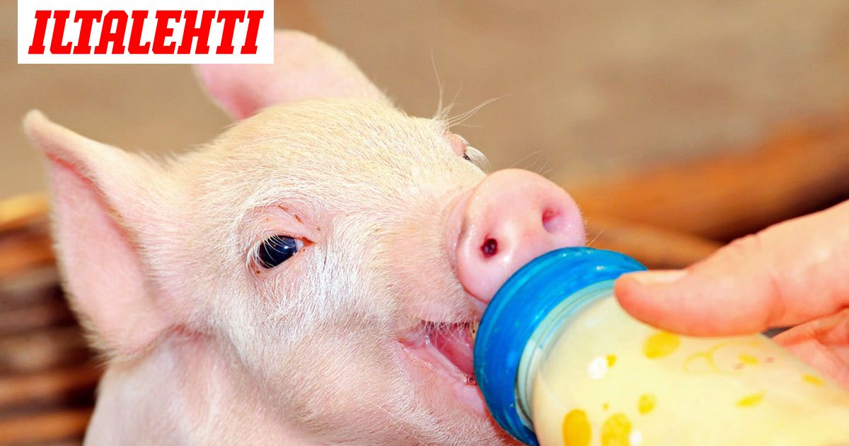 Korvansa koirien hyökkäyksessä menettänyt possu pääsi kotiin