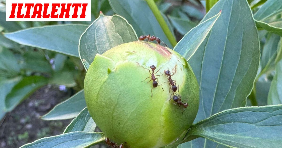 Muurahaisia pionissa? Toimi näin