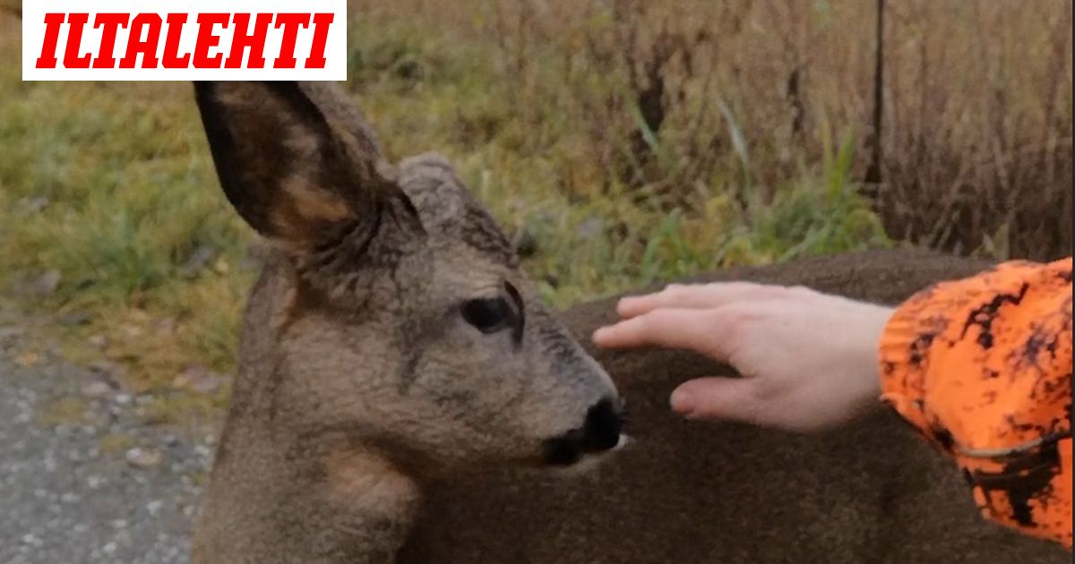 Marraskuun lukijan video kesystä kauriin vasasta sai 500 euroa