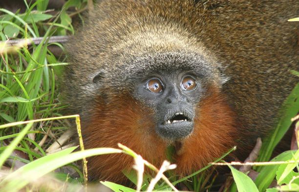 Amazonilta löytyi uusi uskollinen titi-apina - kuuntele