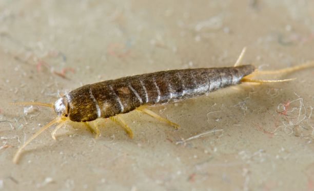 Vilistääkö kylpyhuoneessasi sokeritoukkia? Kokeile näitä häätökeinoja