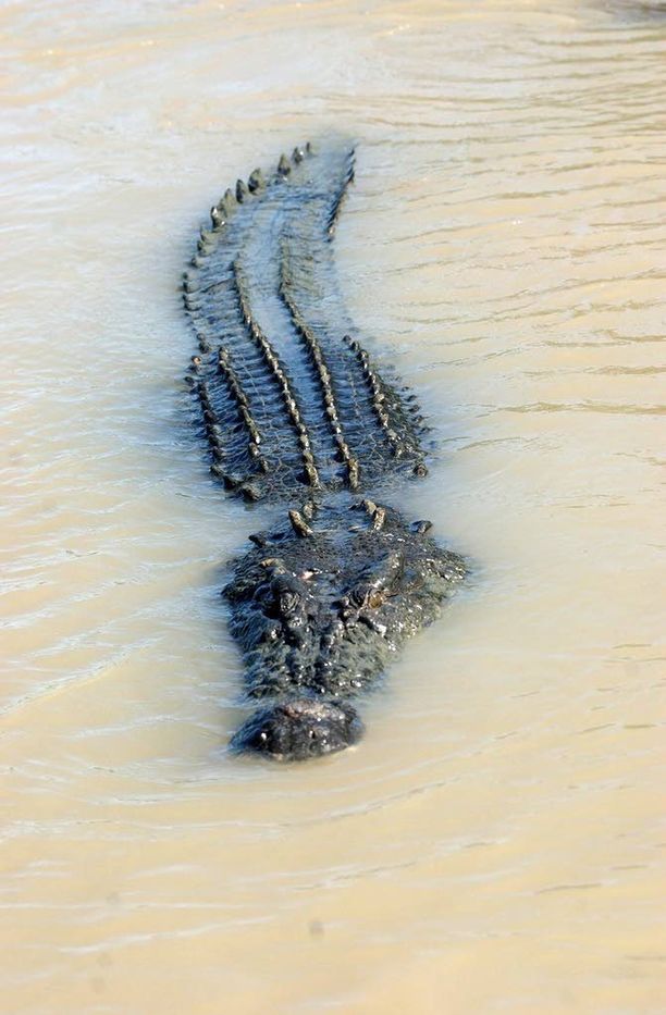 Karmea hyökkäys yöllä: Krokotiili repii retkeilijän ulos teltasta ...