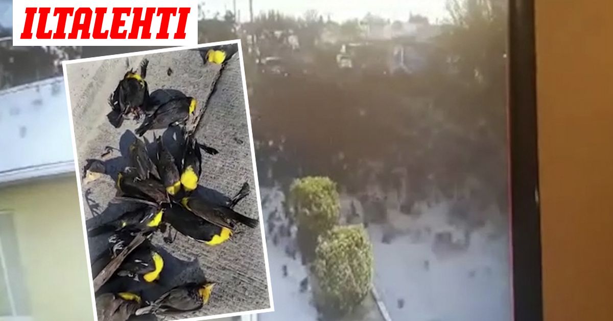 Video: Massiivinen lintuparvi syöksyi päin katua Meksikossa – syytä ...
