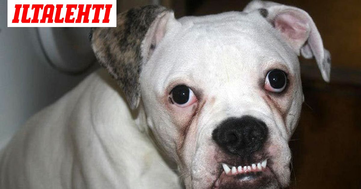 Nyt valitaan Suomen rumin koira - äänestä!