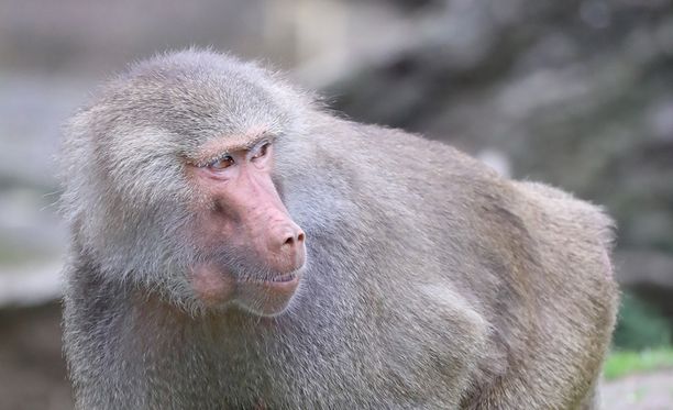 BBC: Paviaani aiheutti valtavan sähkökatkon - selvisi tappavasta ...