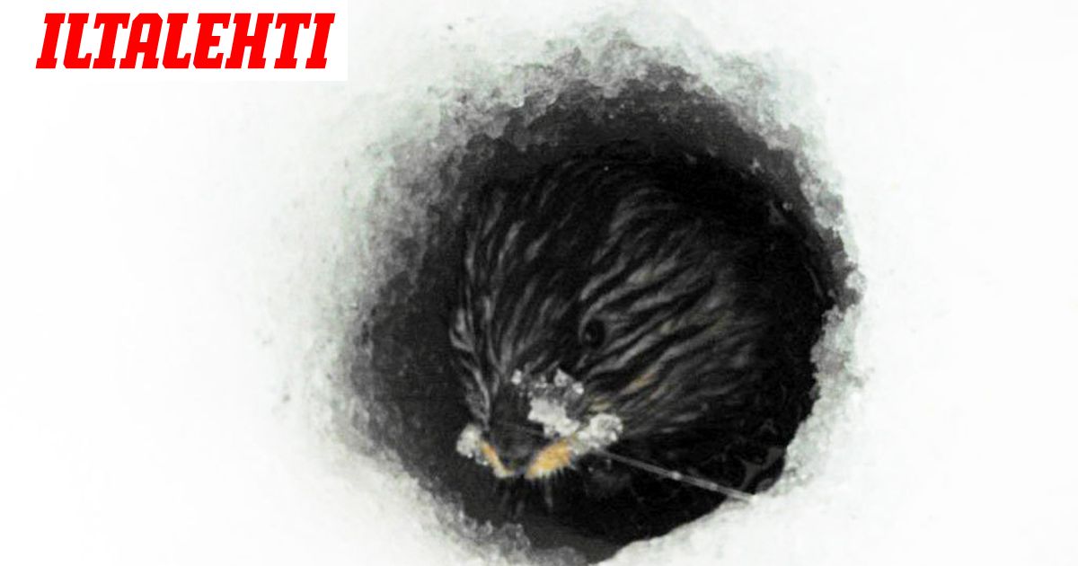 Torniolaismies yllättyi - pilkkireiästä kurkisti piisami