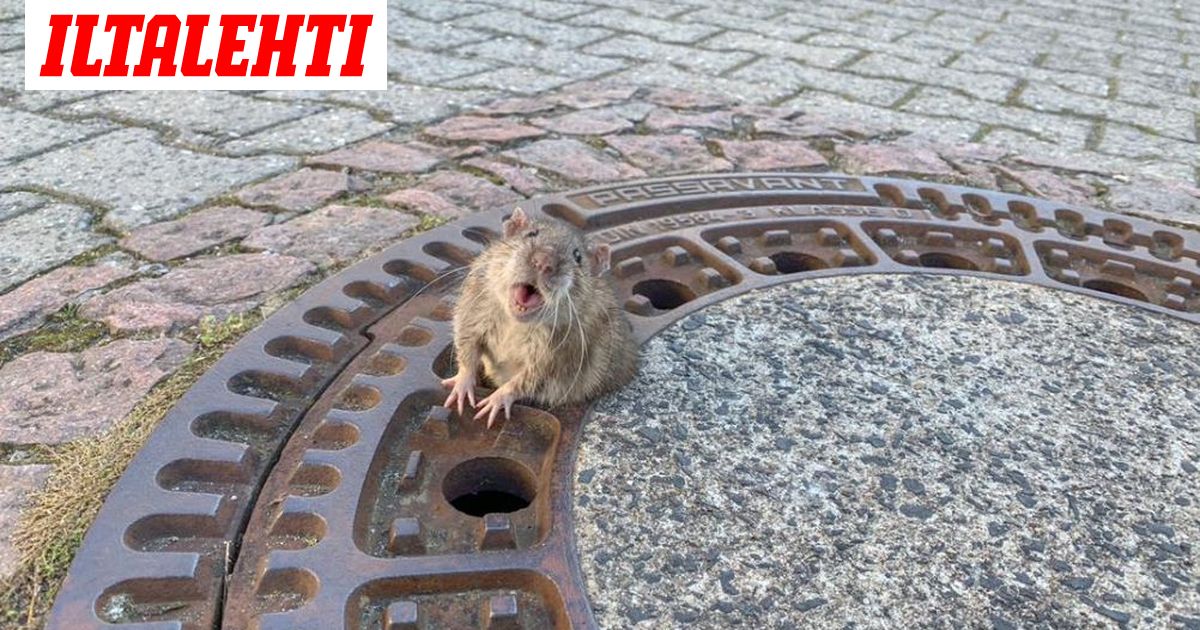 Lihava rotta jäi jumiin kaivonkannen reikään Saksassa - palomiehet ...