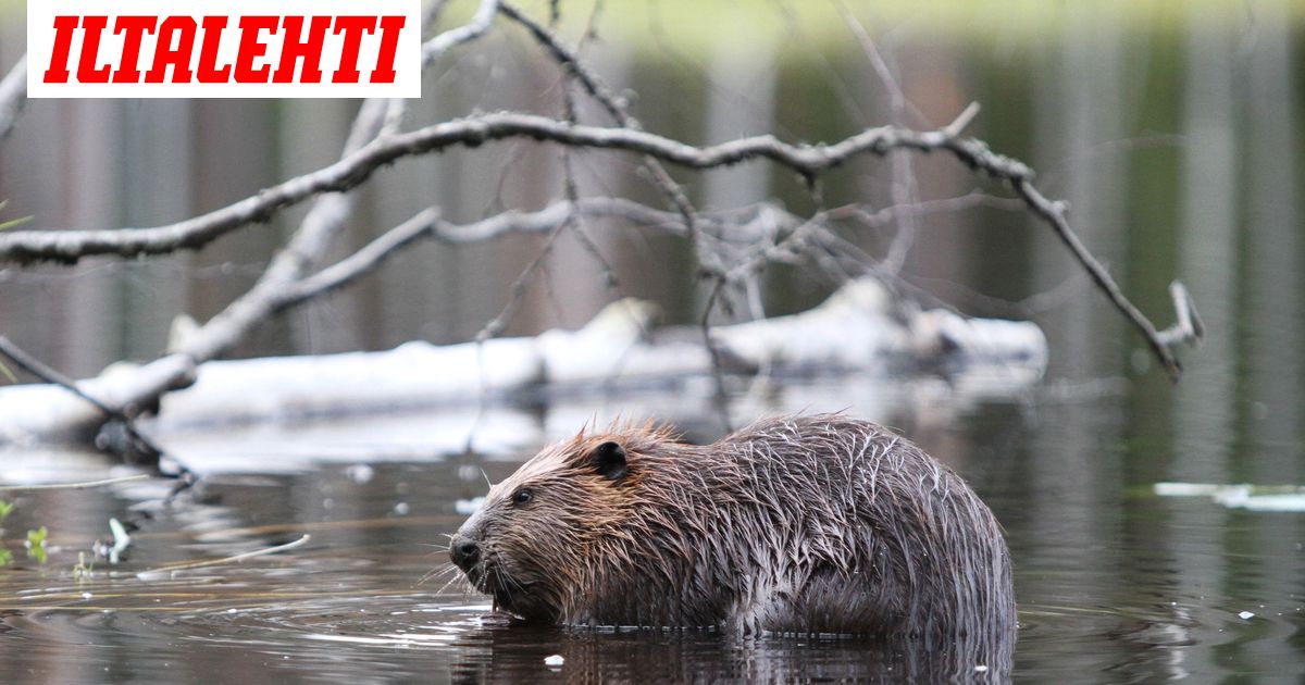 Majava kaatoi tielle puun, johon henkilöauto törmäsi