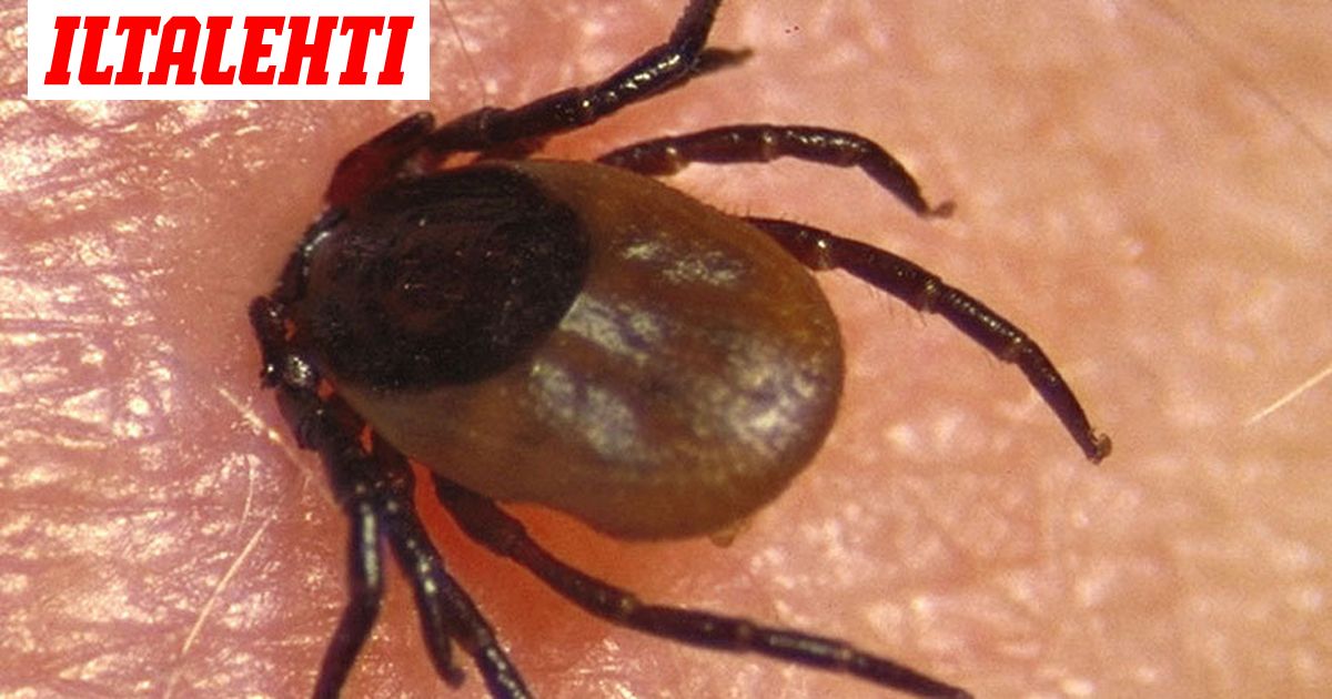 Puriko punkki? Näykkäsikö paarma? - Kerro kokemuksistasi!