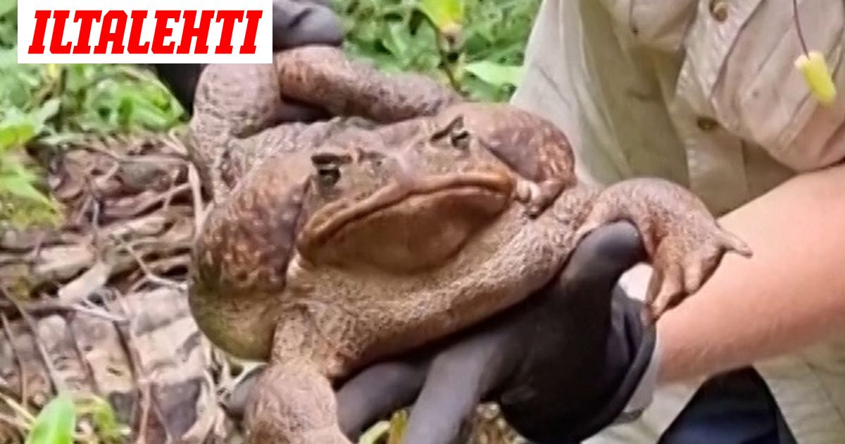 Maailman suurin sammakko löytyi Australiasta
