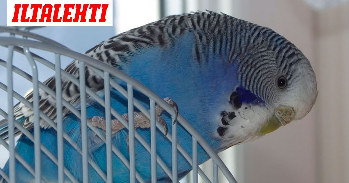 Eksynyt undulaatti kertoi osoitteensa