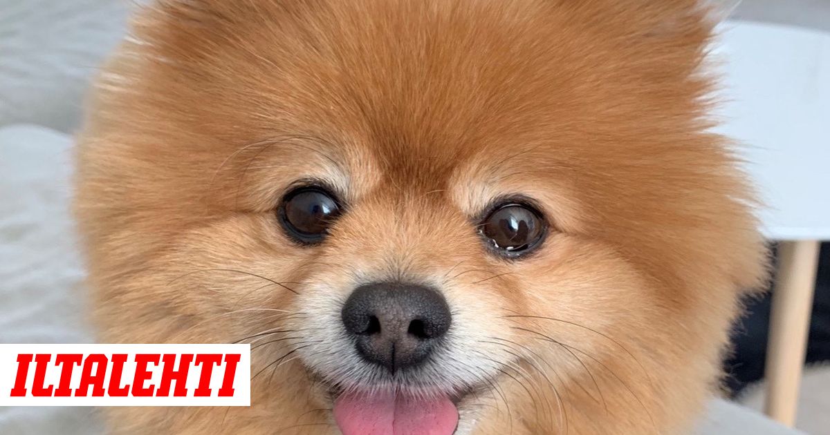 Iso koira raateli Sofia Partasen ja tappoi hänen koiransa Torniossa