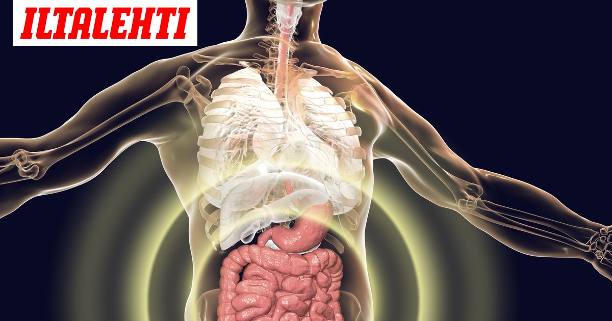 Tutkijoiden ylistämä ruskea rasva edistää aineenvaihduntaa ja pitää ...