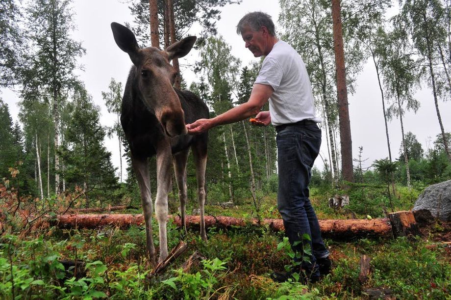 Markulla, 62, on oma Mervi-hirvi: Yhteisiä torkkuhetkiä, rapsuttelua ja ...
