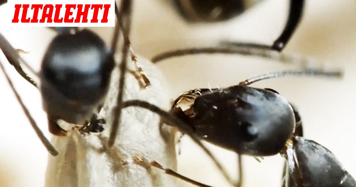 Kuvaaja tallensi ihmeellisen videon: Näin muurahainen syntyy