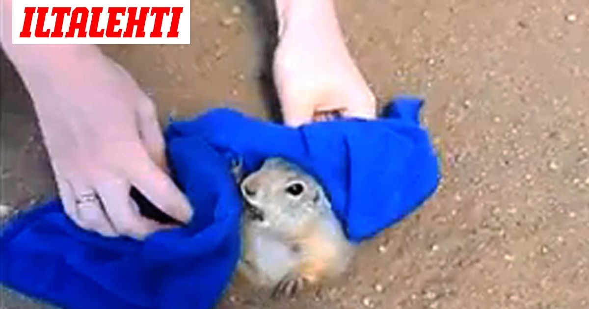 Punkero preeriakoira jäi kiinni koloonsa