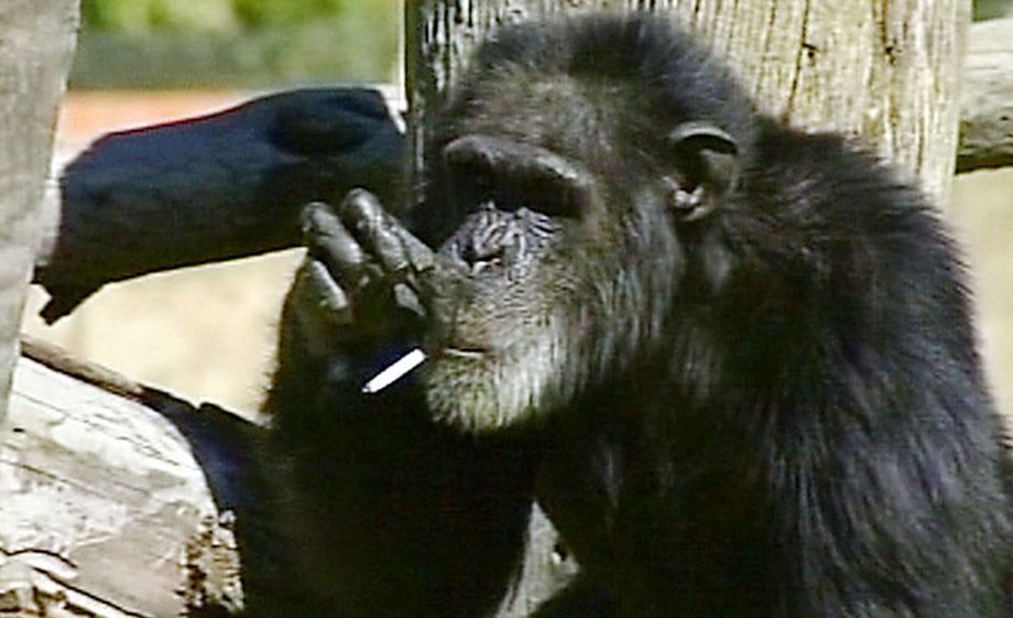 Tupakoiva simpanssi kuoli vanhuuteen