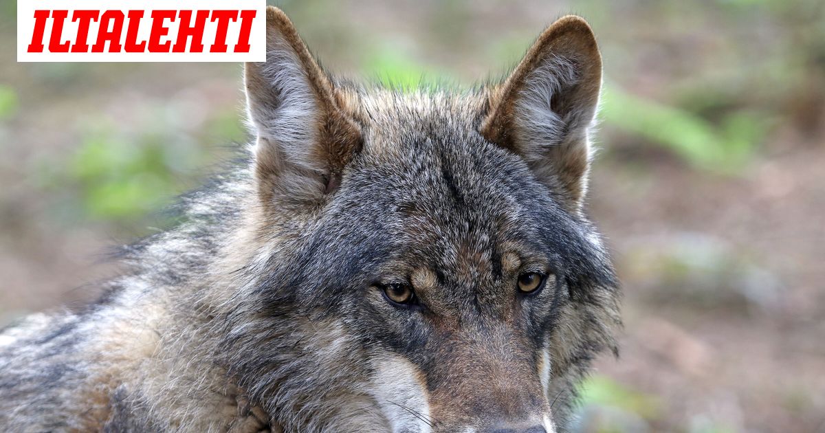 Sudet raatelivat viisi lammasta