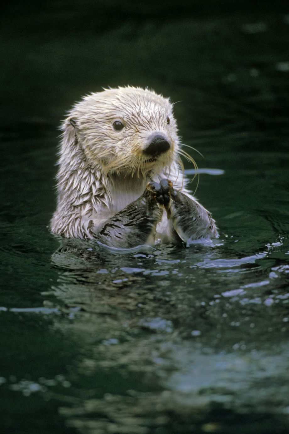 Saukko pelaa koripalloa vedessä - veikeä video