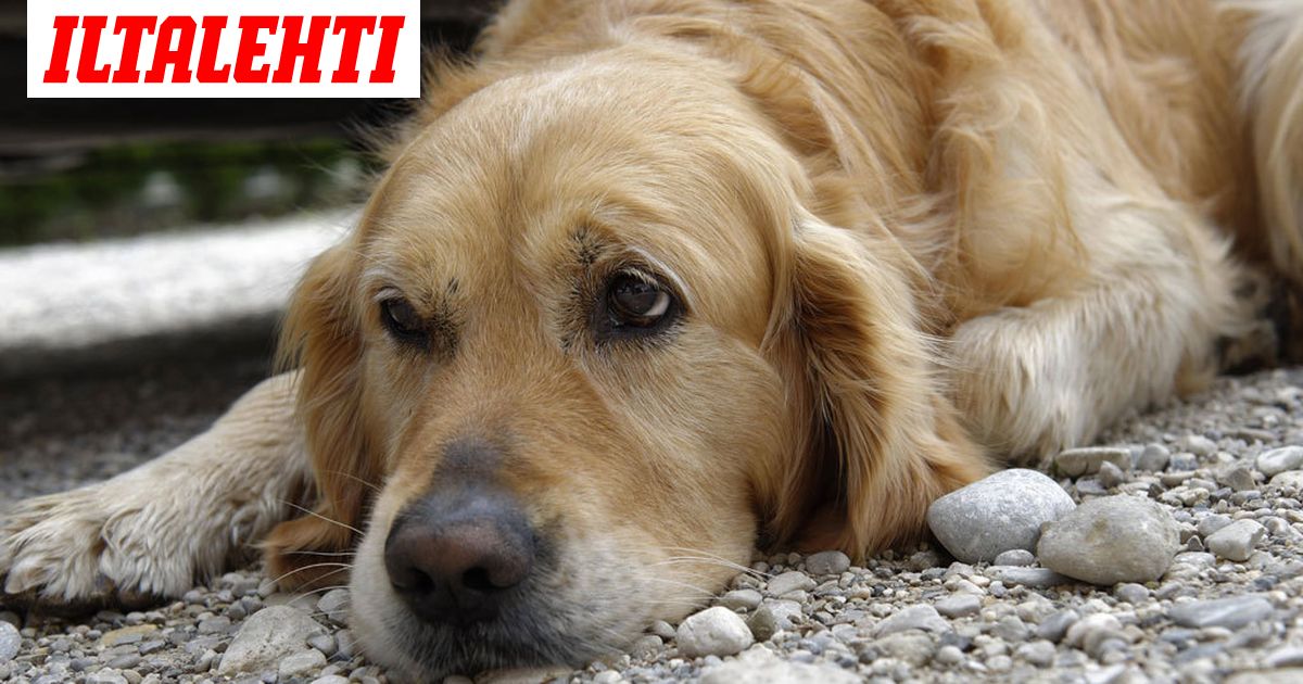 Äiti antoi yliopistoon lähtevälle lapselleen pahviversion perheen koirasta