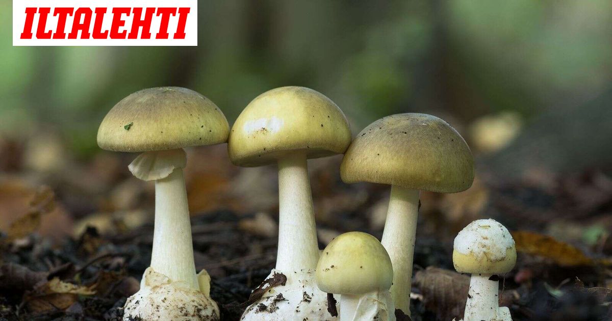 Epäily: Hirvittävän myrkyllinen sieni tappoi kolme Australiassa ...