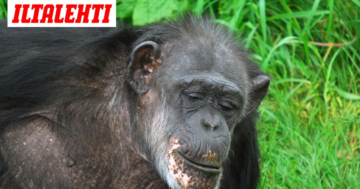 Yksin saarelle jätetty Ponso-simpanssi pelastetaan