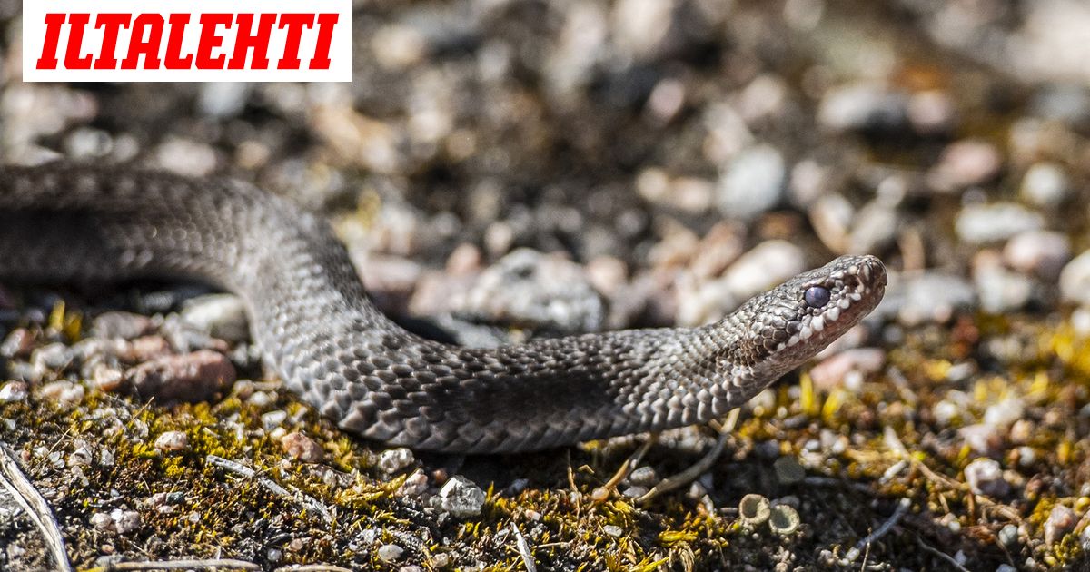 Näin pidät kyyt poissa mökkipihoilta