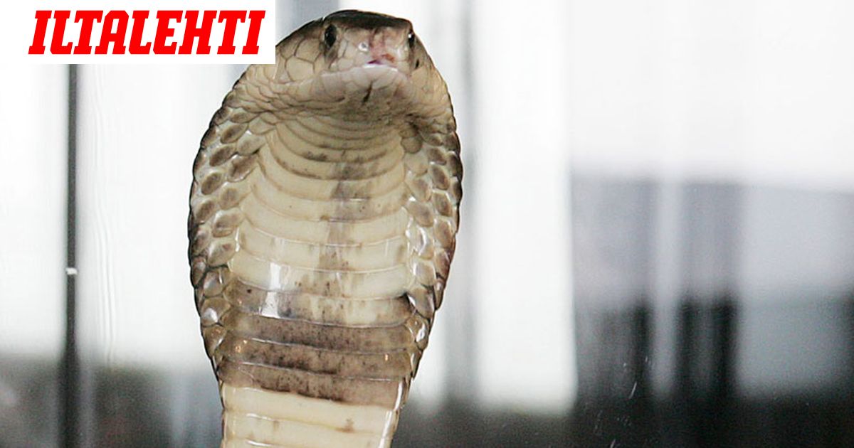 Tappaja-kobra karkasi eläintarhasta New Yorkissa