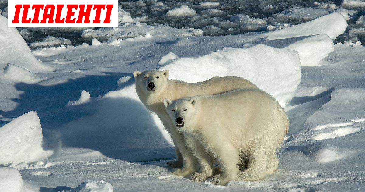 Norjan Huippuvuorilla mitattiin lämpöennätys